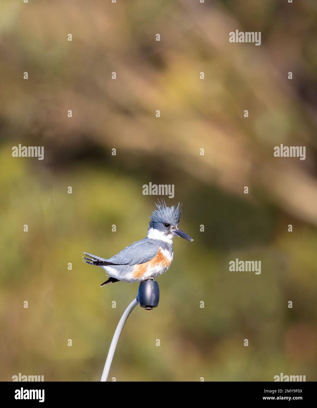 Belted Kingfisher female Perched on Boat Mast Stock Photo - Alamy