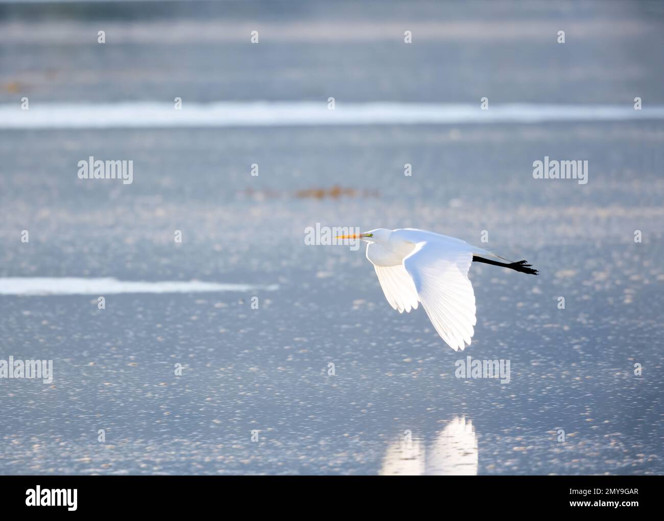 Great Egret Flying over Ocean Wings Down Stock Photo - Alamy
