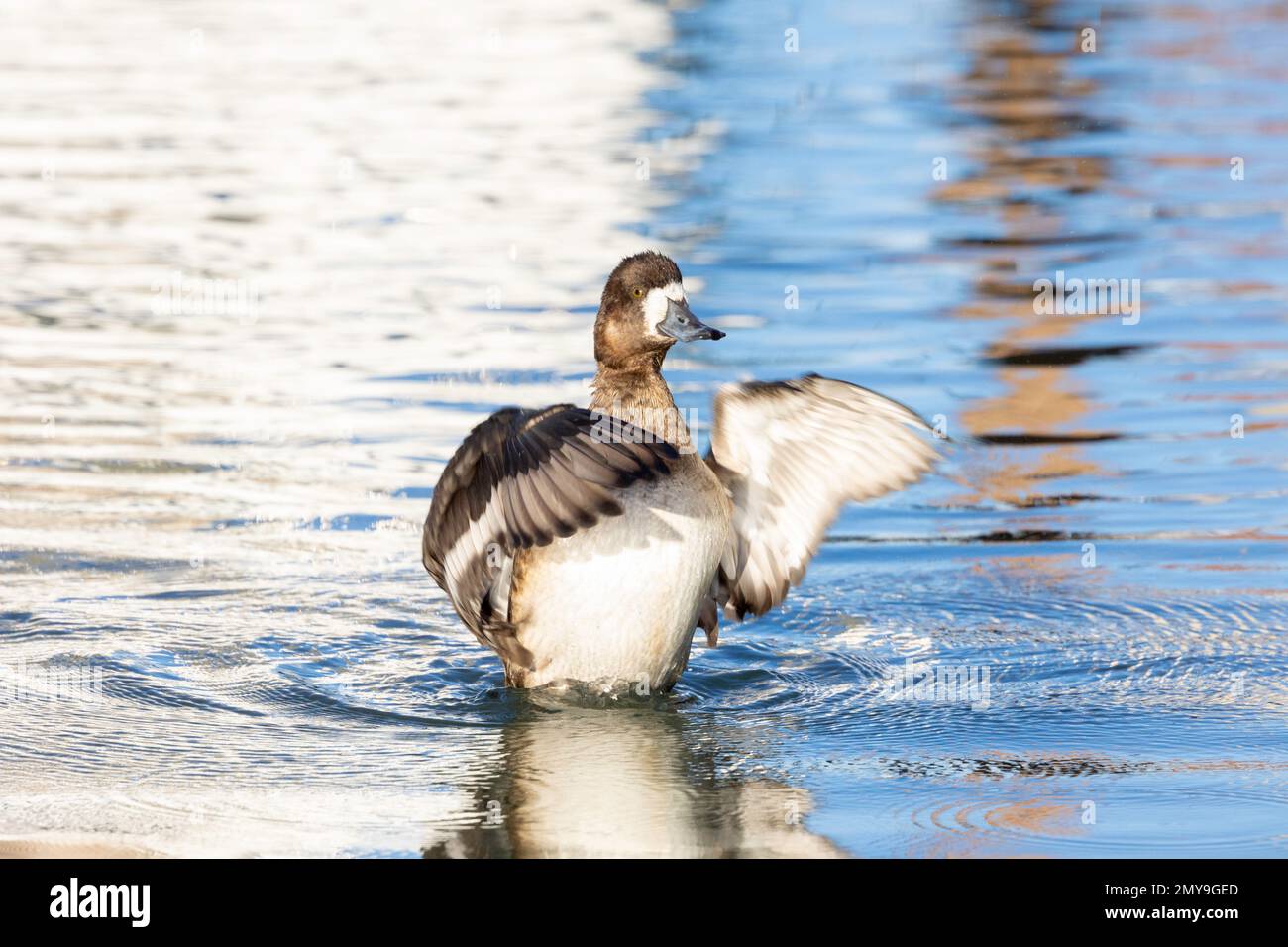 Lesser Scaup female Flapping Wings Stock Photo - Alamy