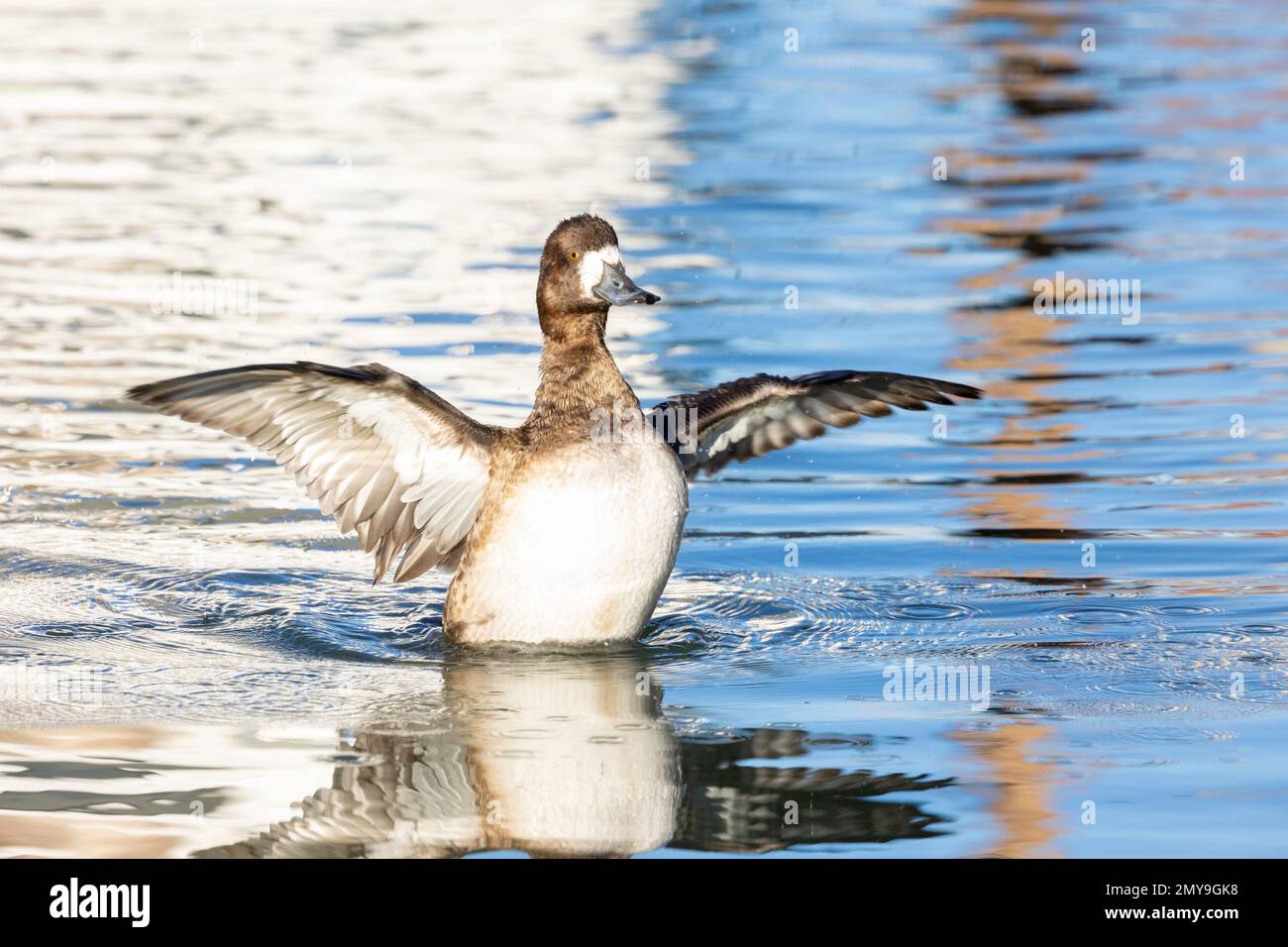 Lesser scaup female hi-res stock photography and images - Alamy