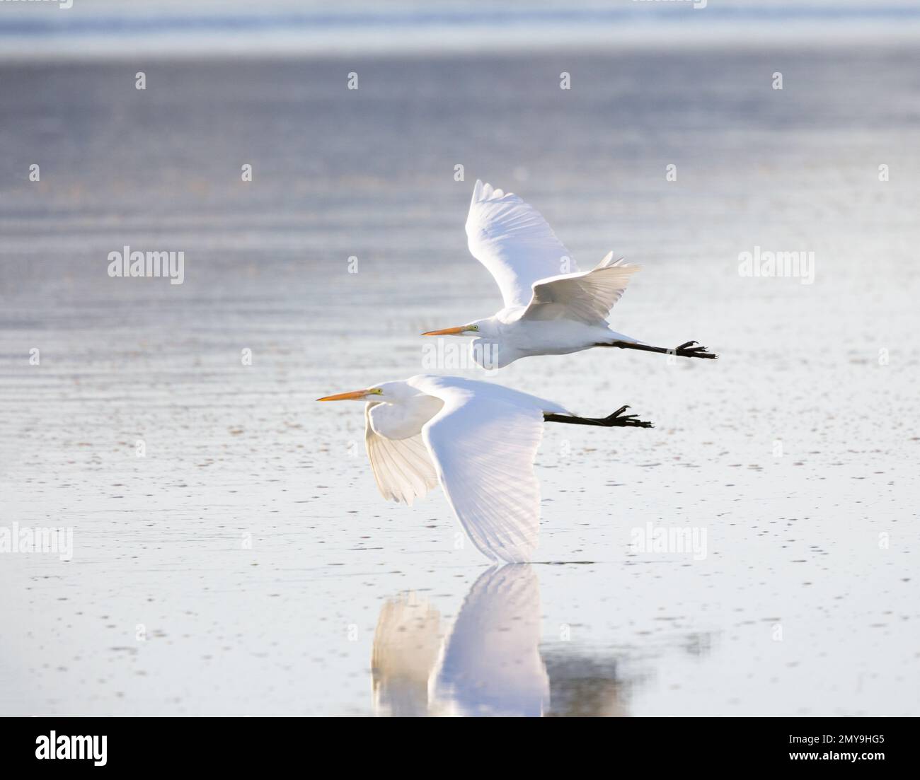 Two Great Egrets Flying in Tandem Stock Photo - Alamy