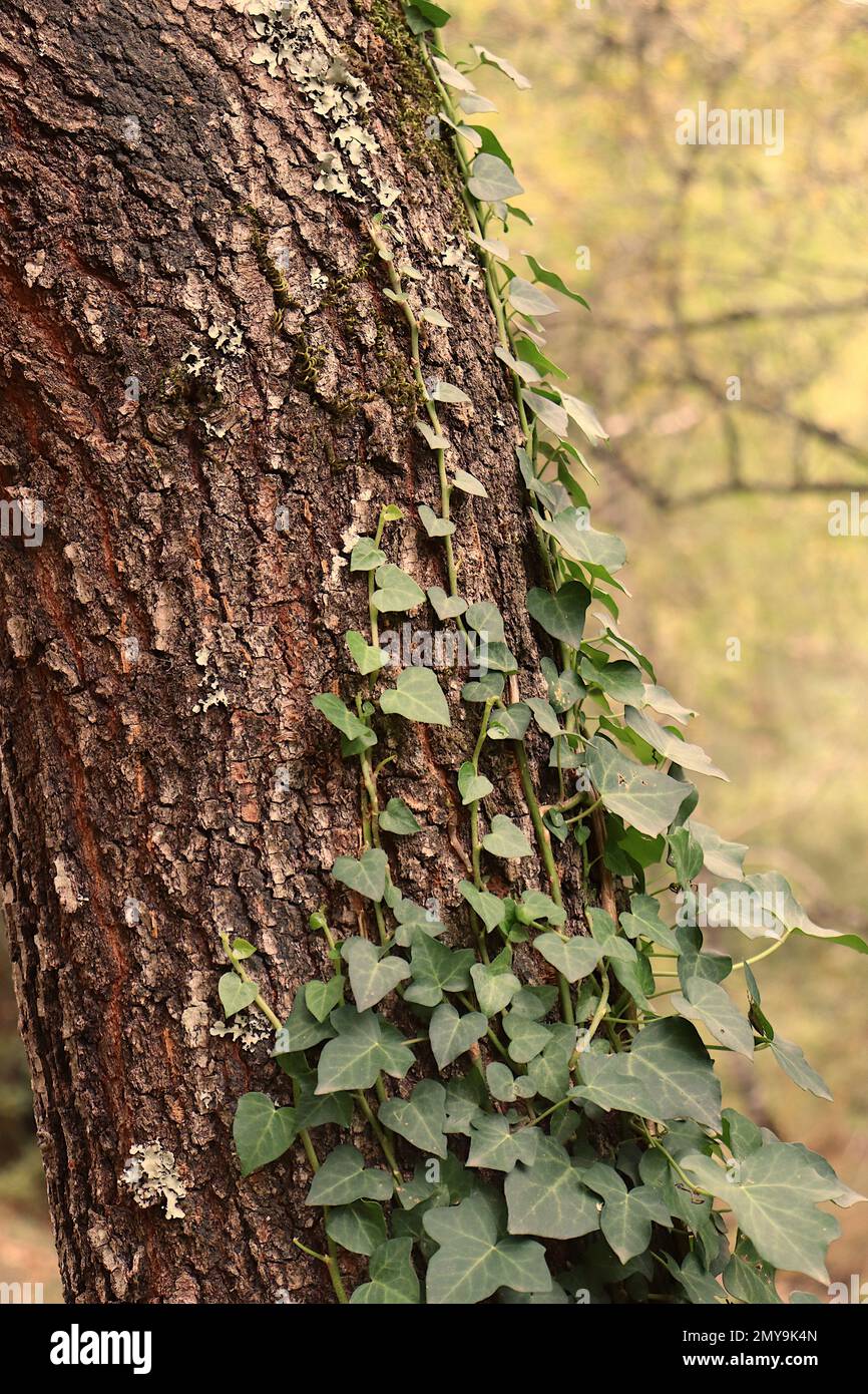 Ivy trunk hi-res stock photography and images - Alamy