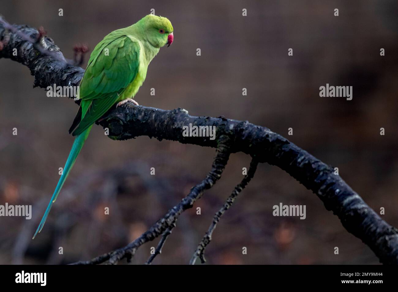 Wild parrots in a tree in London Stock Photo - Alamy
