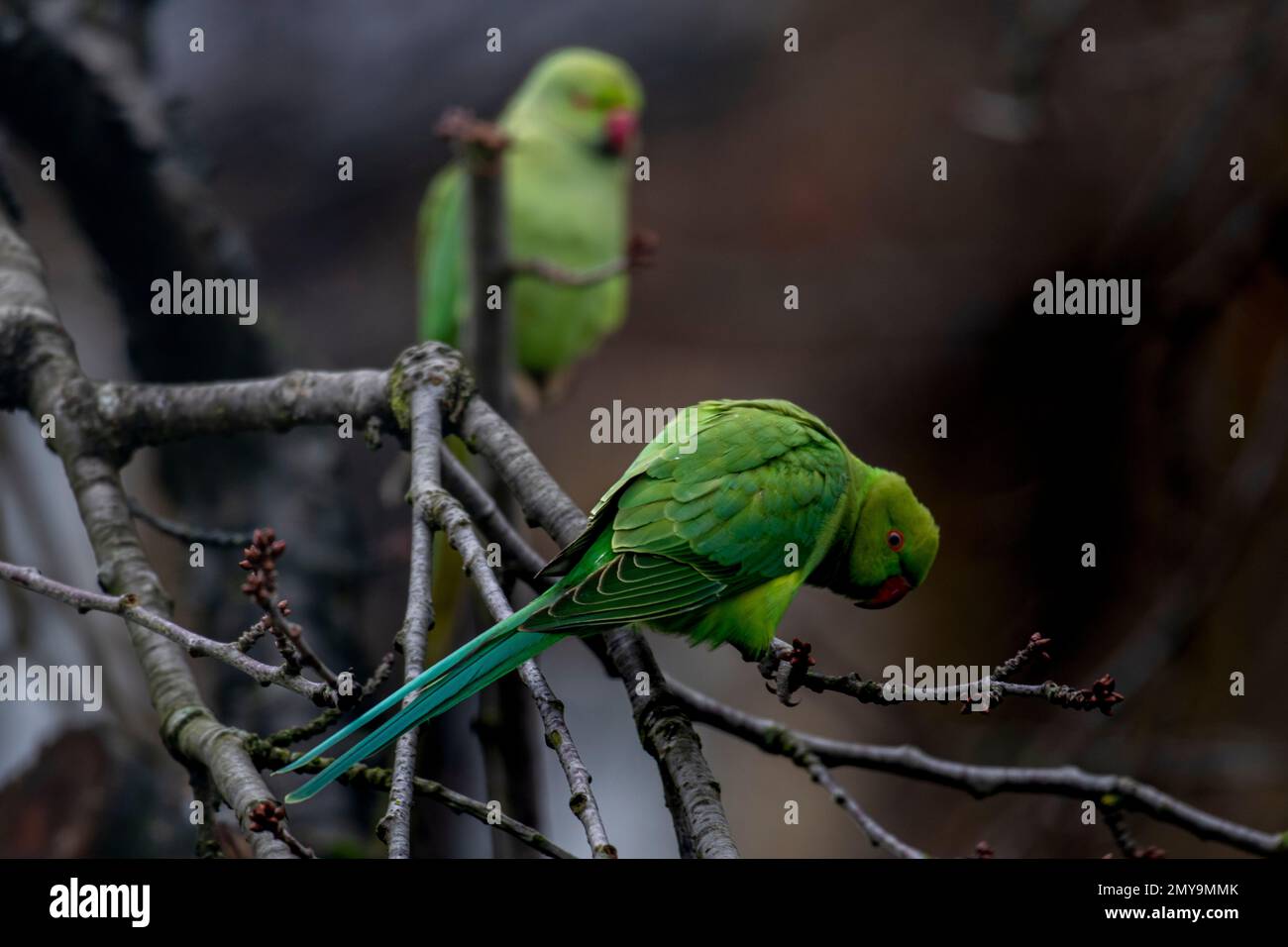 Wild parrots in a tree in London Stock Photo - Alamy