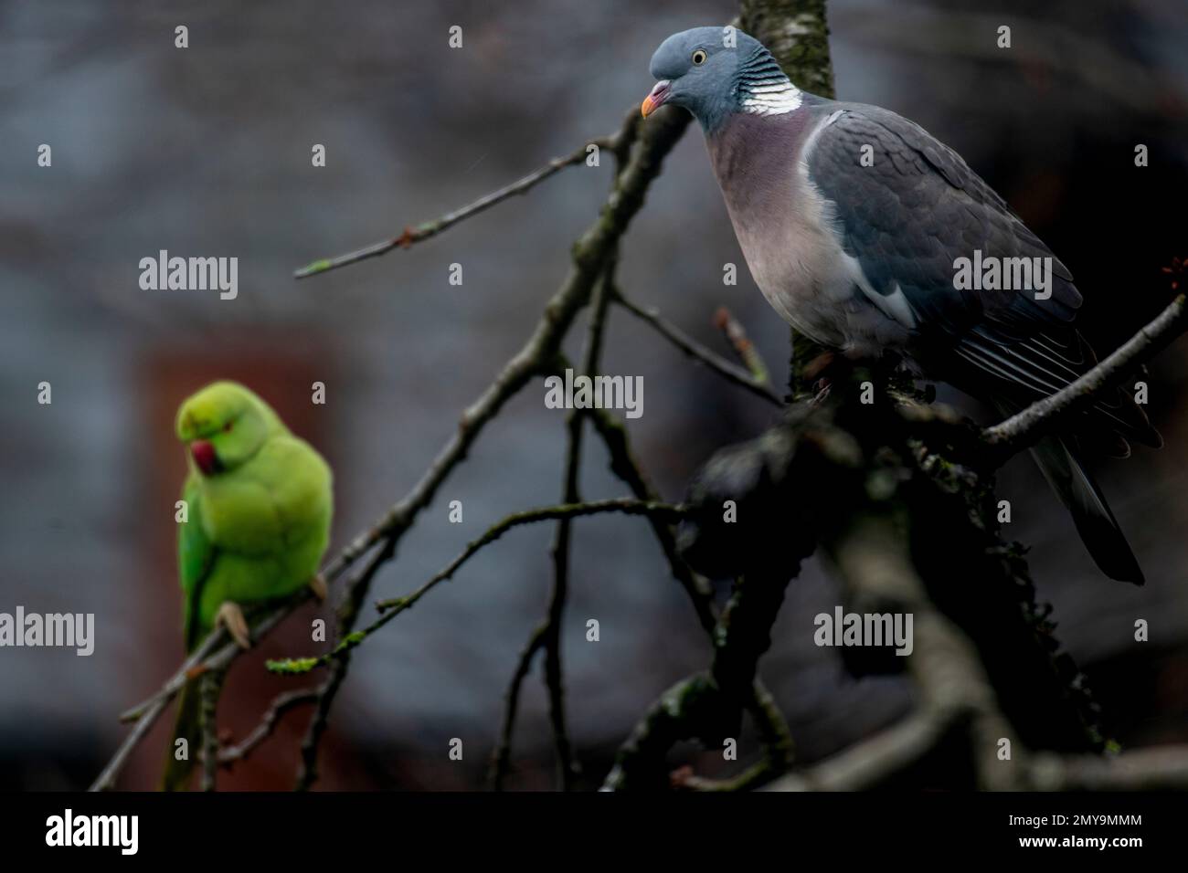 Wild parrots in a tree in London Stock Photo - Alamy