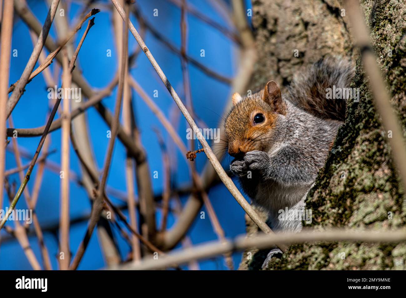 Squirrel damaged tree hi-res stock photography and images - Alamy