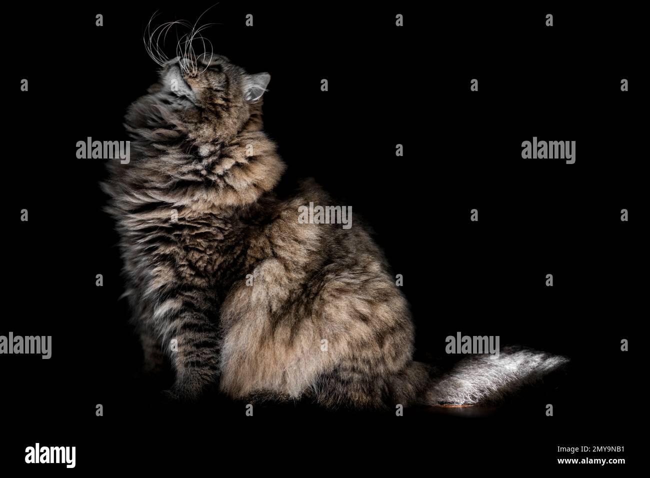 Norwegian forest cat paw hi-res stock photography and images - Alamy
