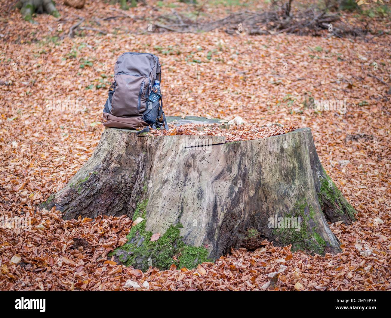 Outdoor backpack next to a tree trunk with green mossin the forest ...
