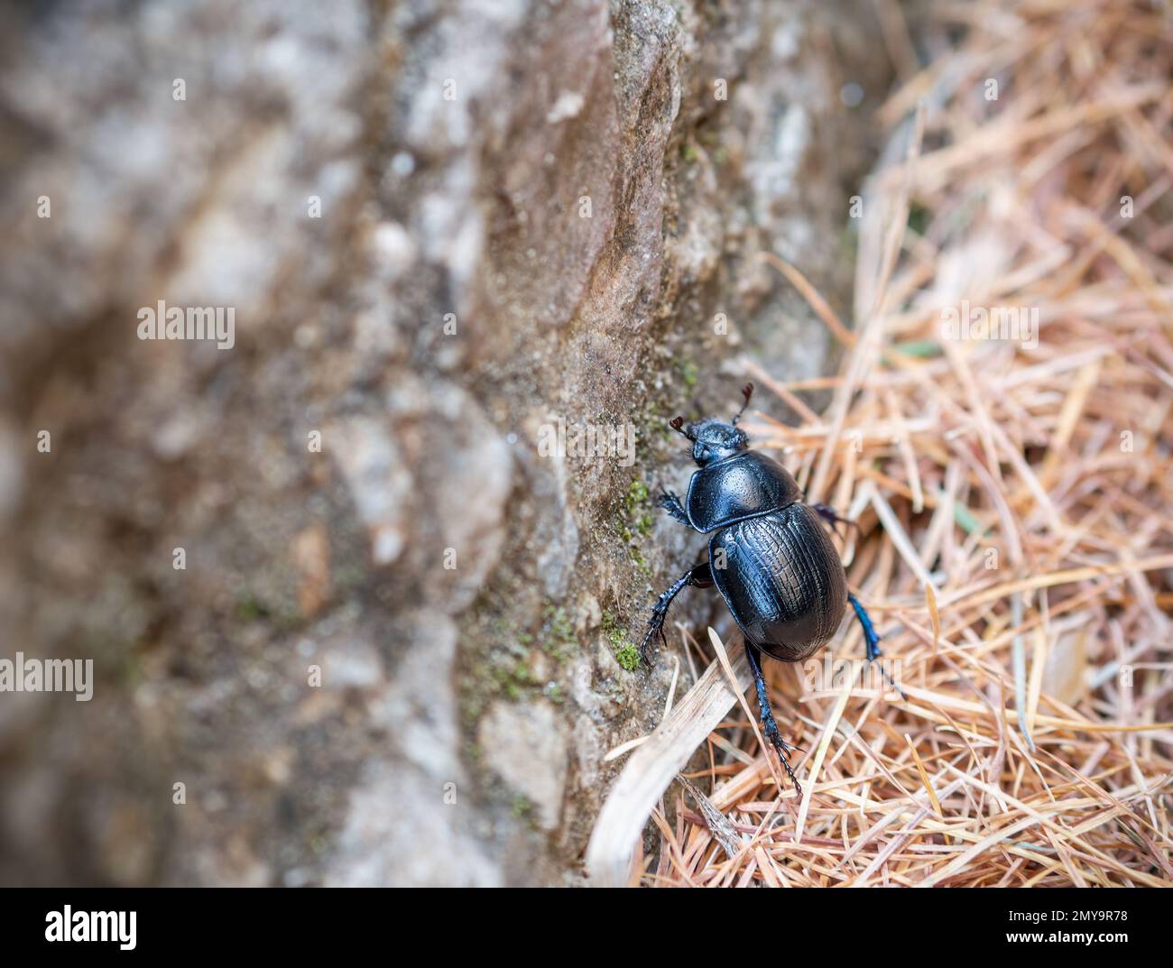 Mountain pine beetle in the Bucegi mountains, Romania Stock Photo - Alamy