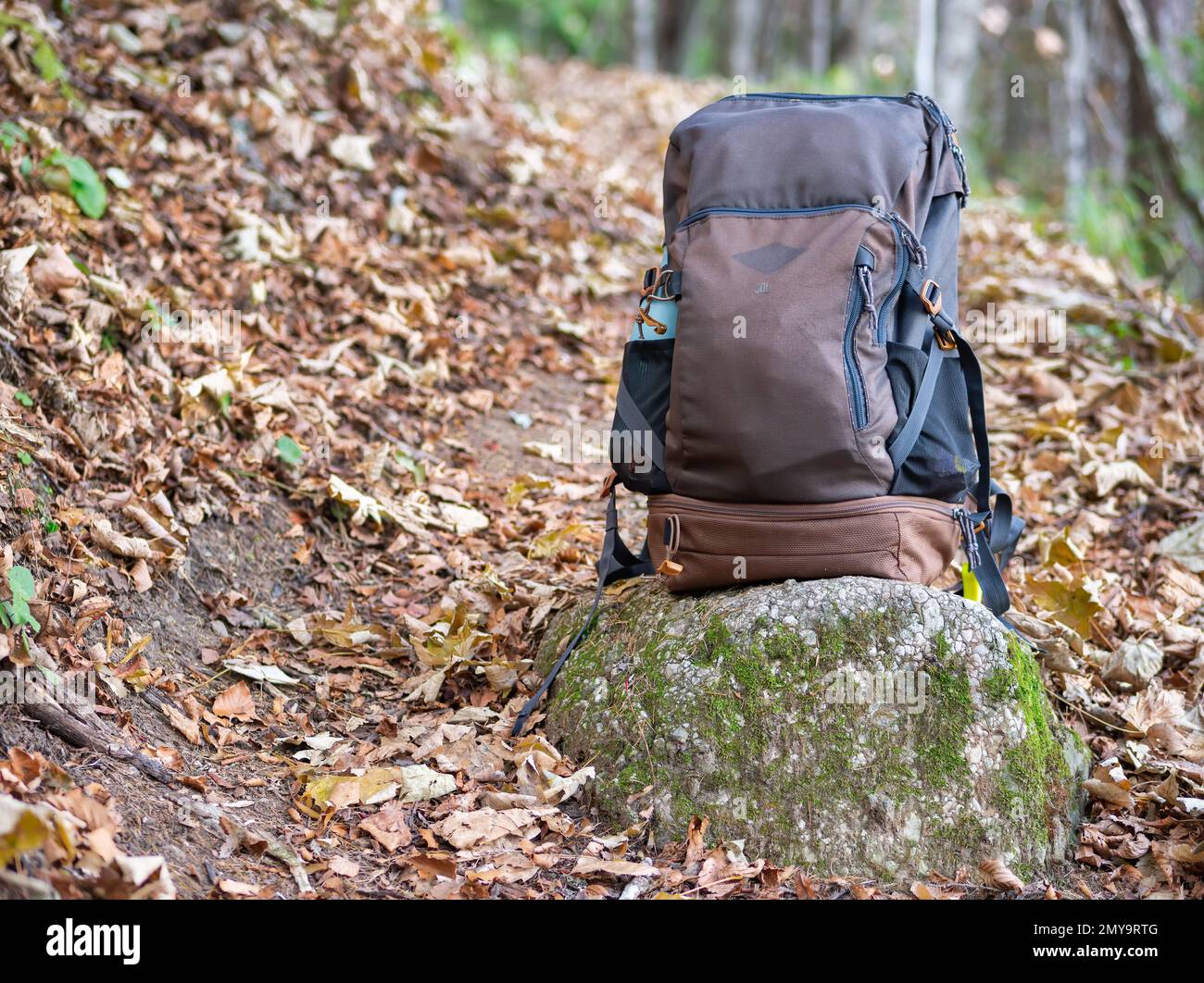 Outdoor backpack next to a tree trunk with green moss in the forest ...