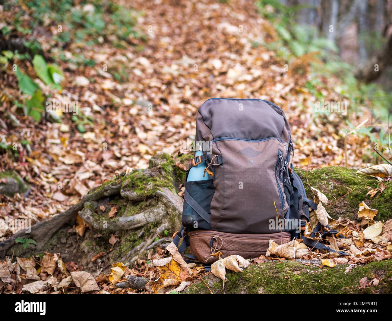 Outdoor backpack next to a tree trunk with green moss in the forest ...