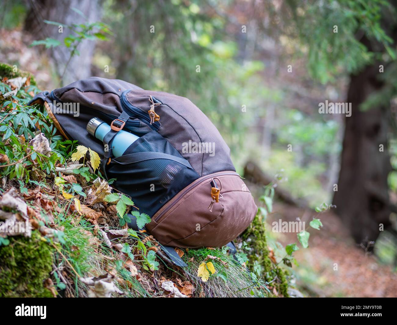 Outdoor backpack next to a tree trunk with green moss in the forest ...