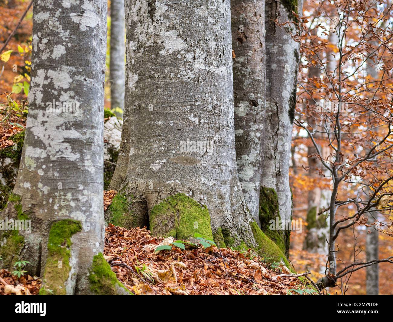 Autumn forest landscape in Carpathian Mountains, Romania. Large aligned ...