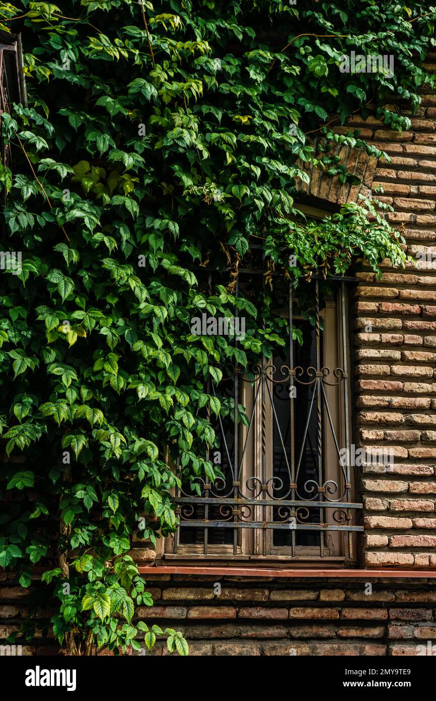 Old window covered with green levaes of ivy plant in Old town of ...
