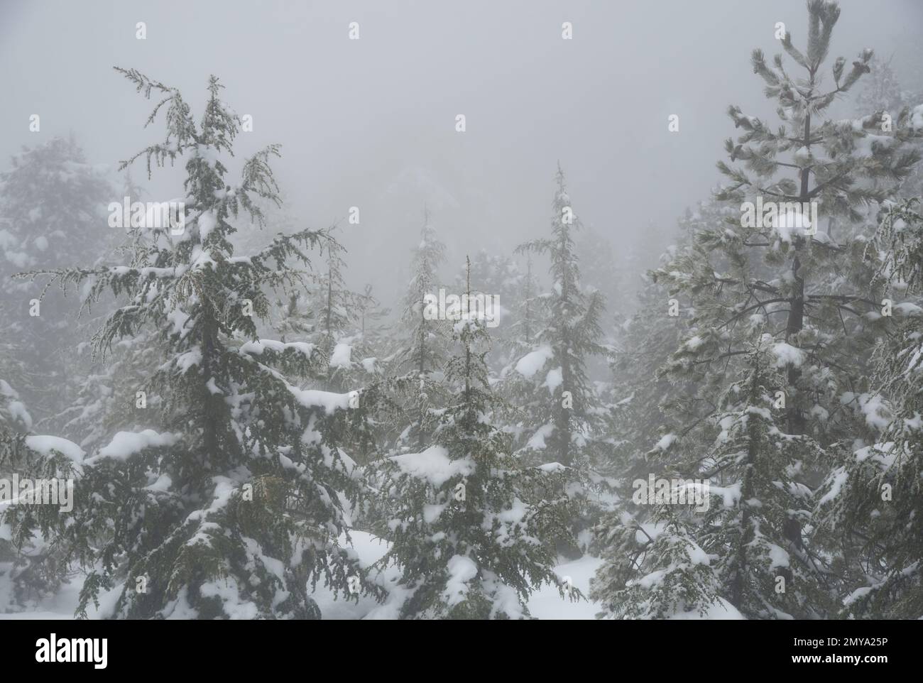 Forest landscape fir tree covered in snow in winter. Extreme weather ...