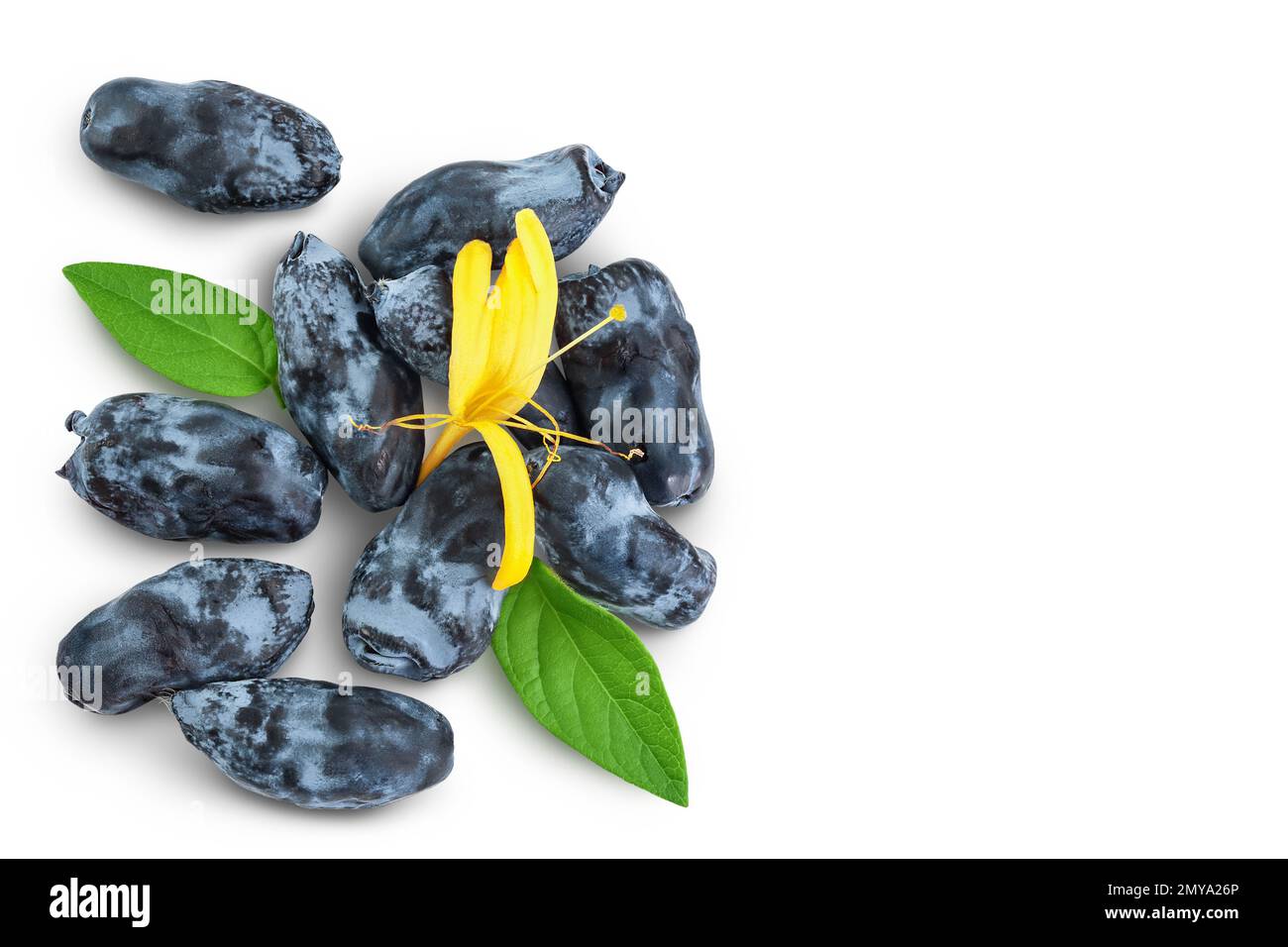 Fresh honeysuckle blue berry isolated on white background with full ...