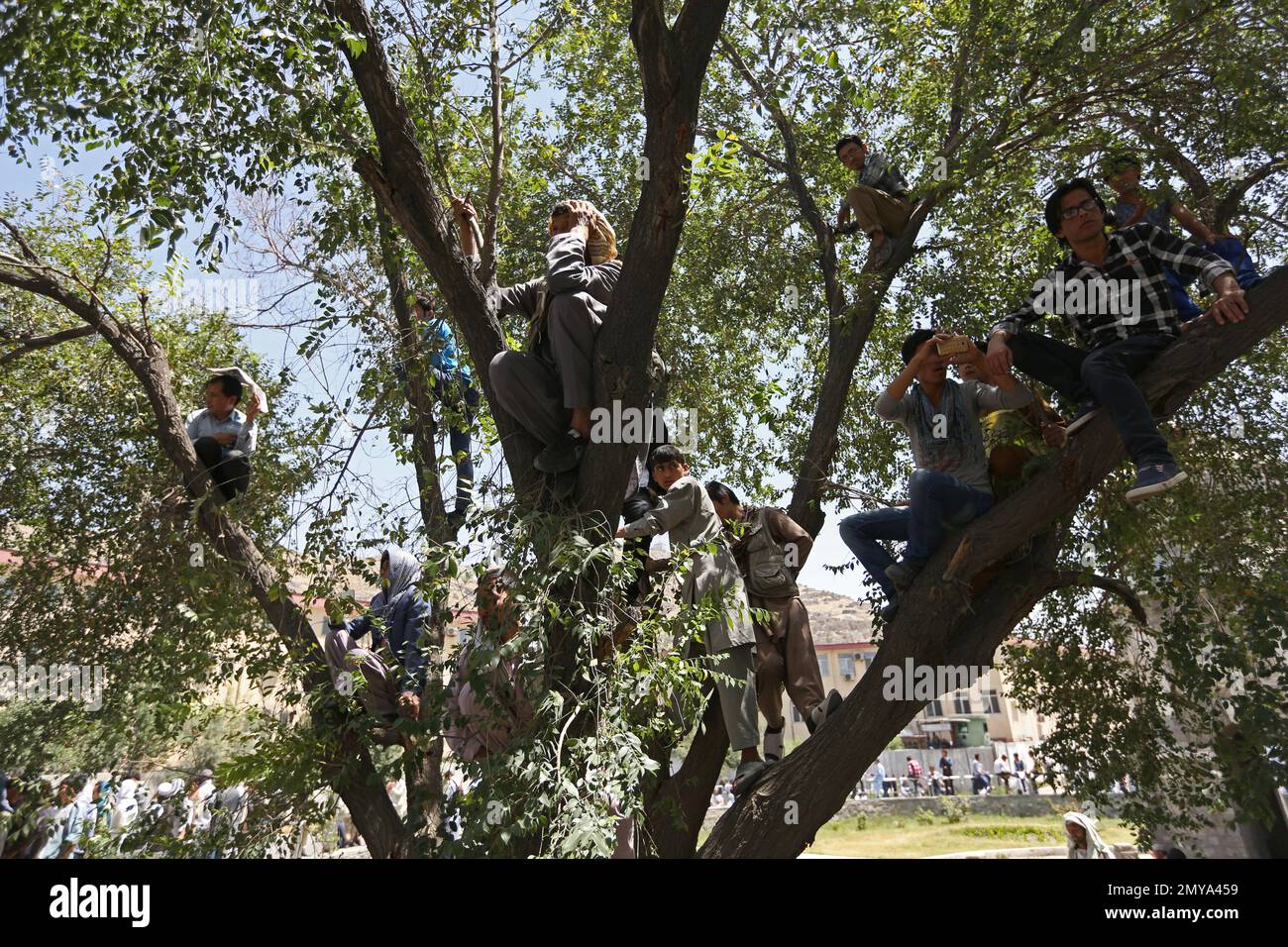 Afghans climb trees to watch demonstrators, march towards the center of ...