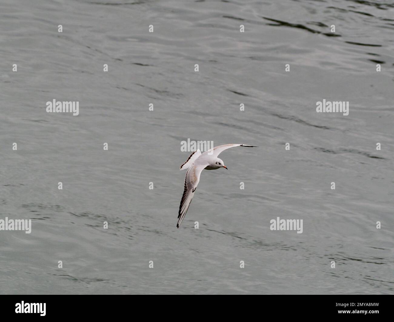 The gull flying over the sea with open wings Stock Photo - Alamy