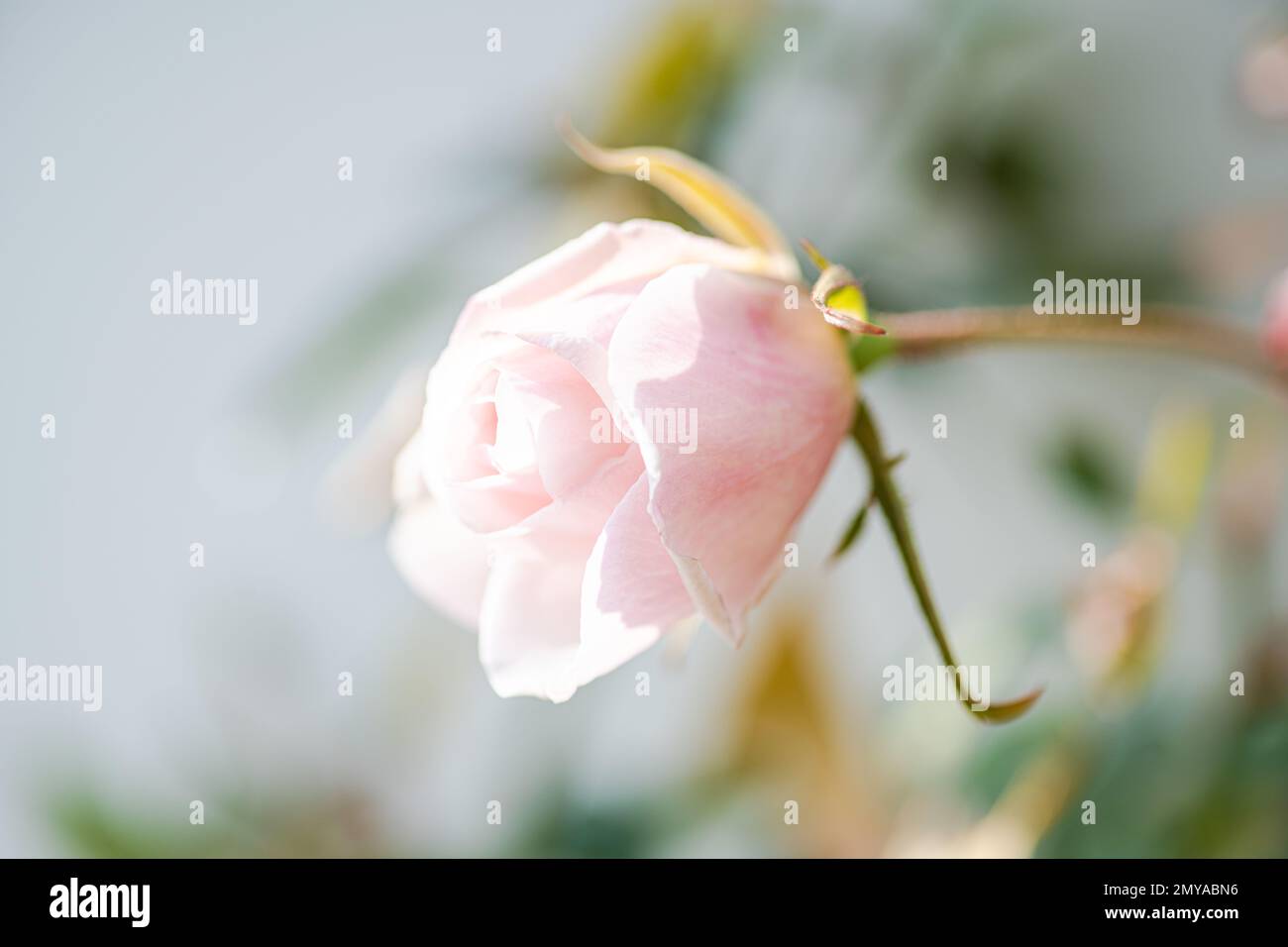 Pale pink rose flower on the bush in spring garden Stock Photo - Alamy