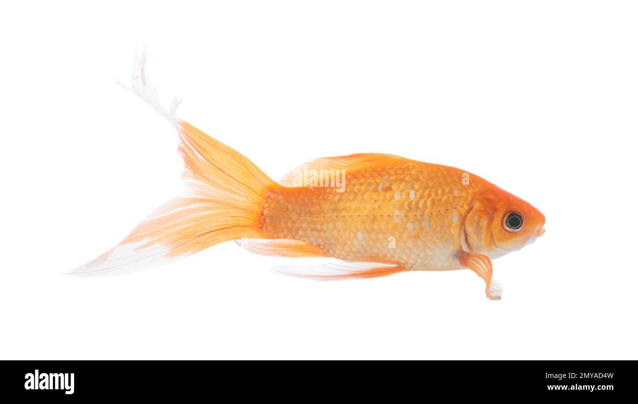 Beautiful bright small goldfish isolated on white Stock Photo - Alamy