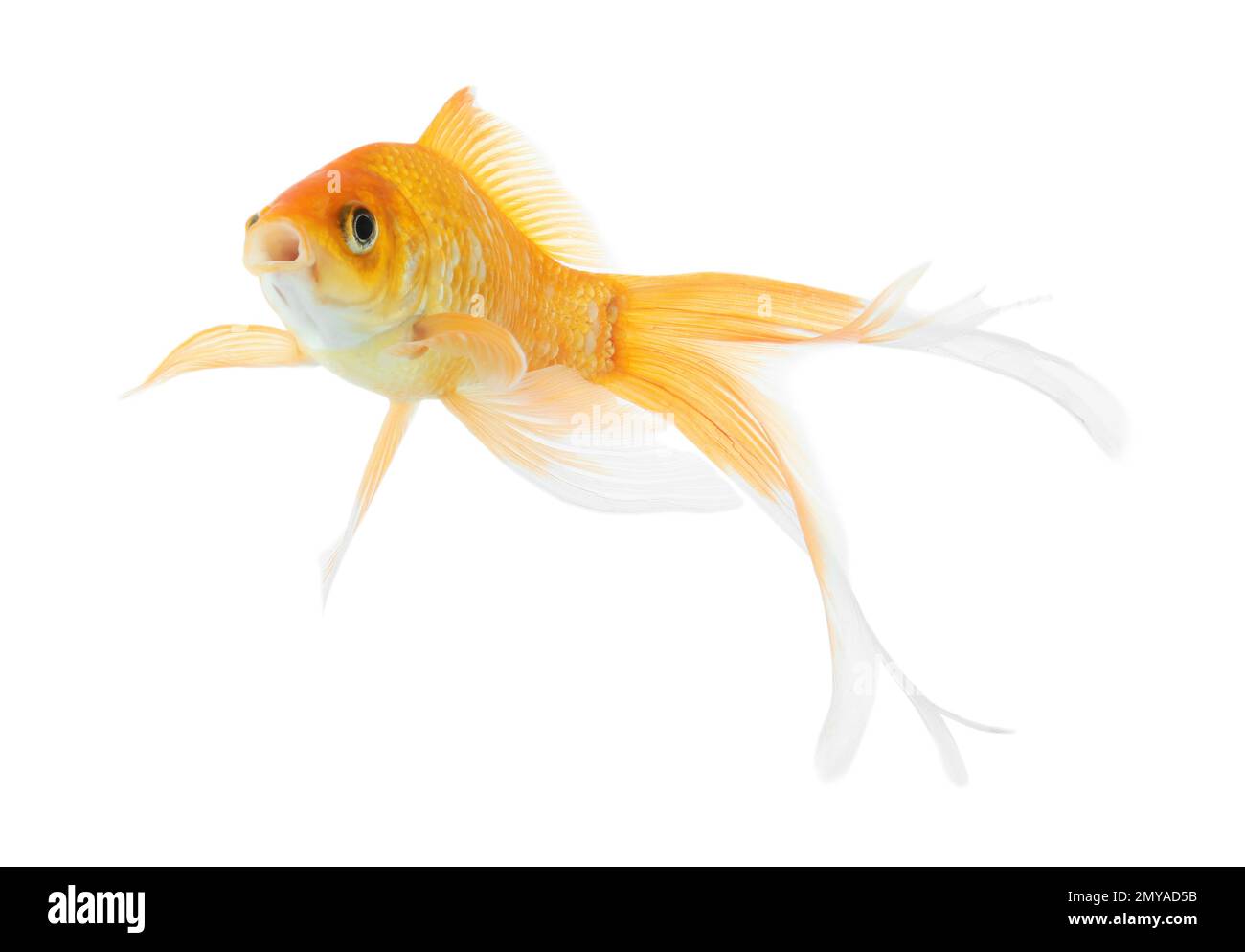 Common goldfish aquarium Cut Out Stock Images & Pictures - Alamy