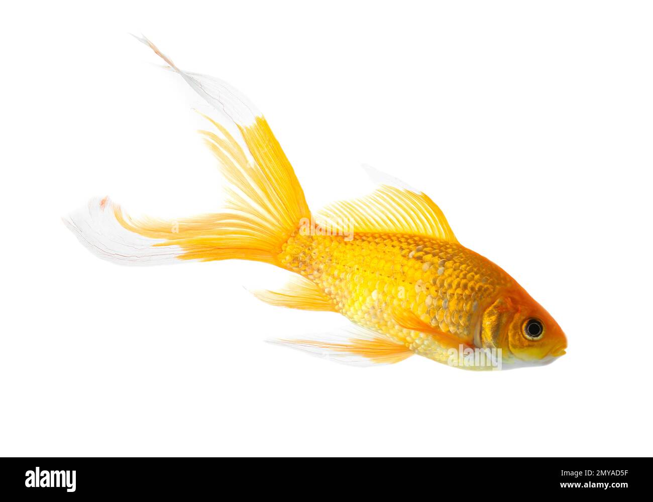 Common goldfish aquarium Cut Out Stock Images & Pictures - Alamy