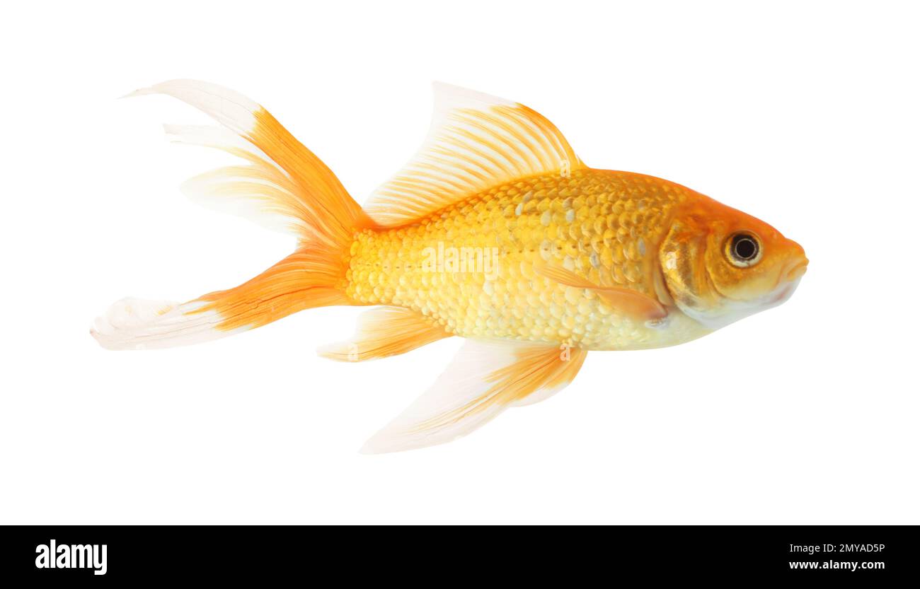 Beautiful bright small goldfish isolated on white Stock Photo - Alamy