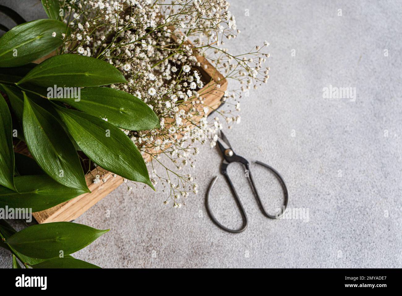 Spring nature flat lay with white Gypsophila flowers and green leaves ...