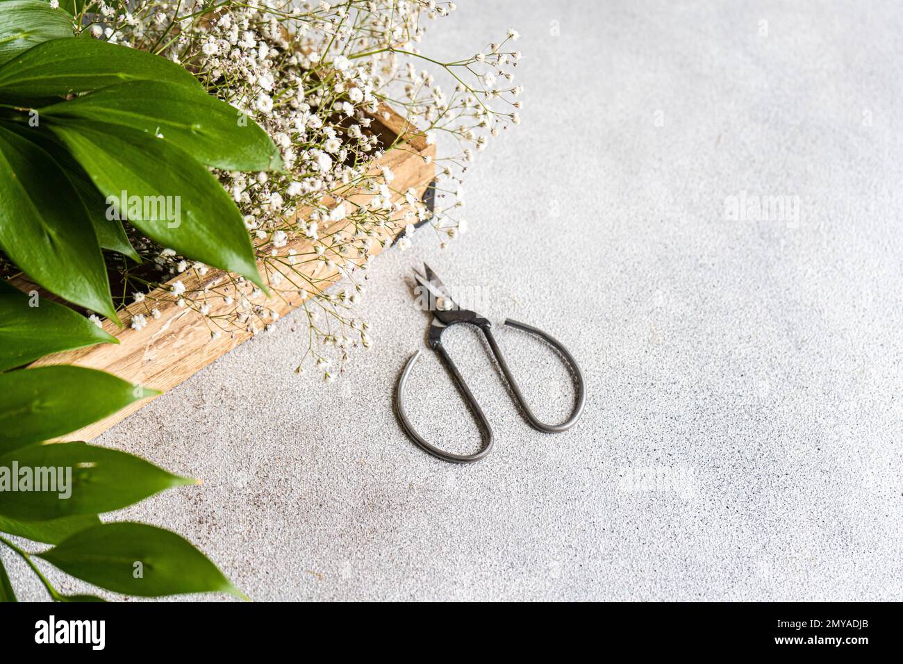 Spring nature flat lay with white Gypsophila flowers and green leaves ...