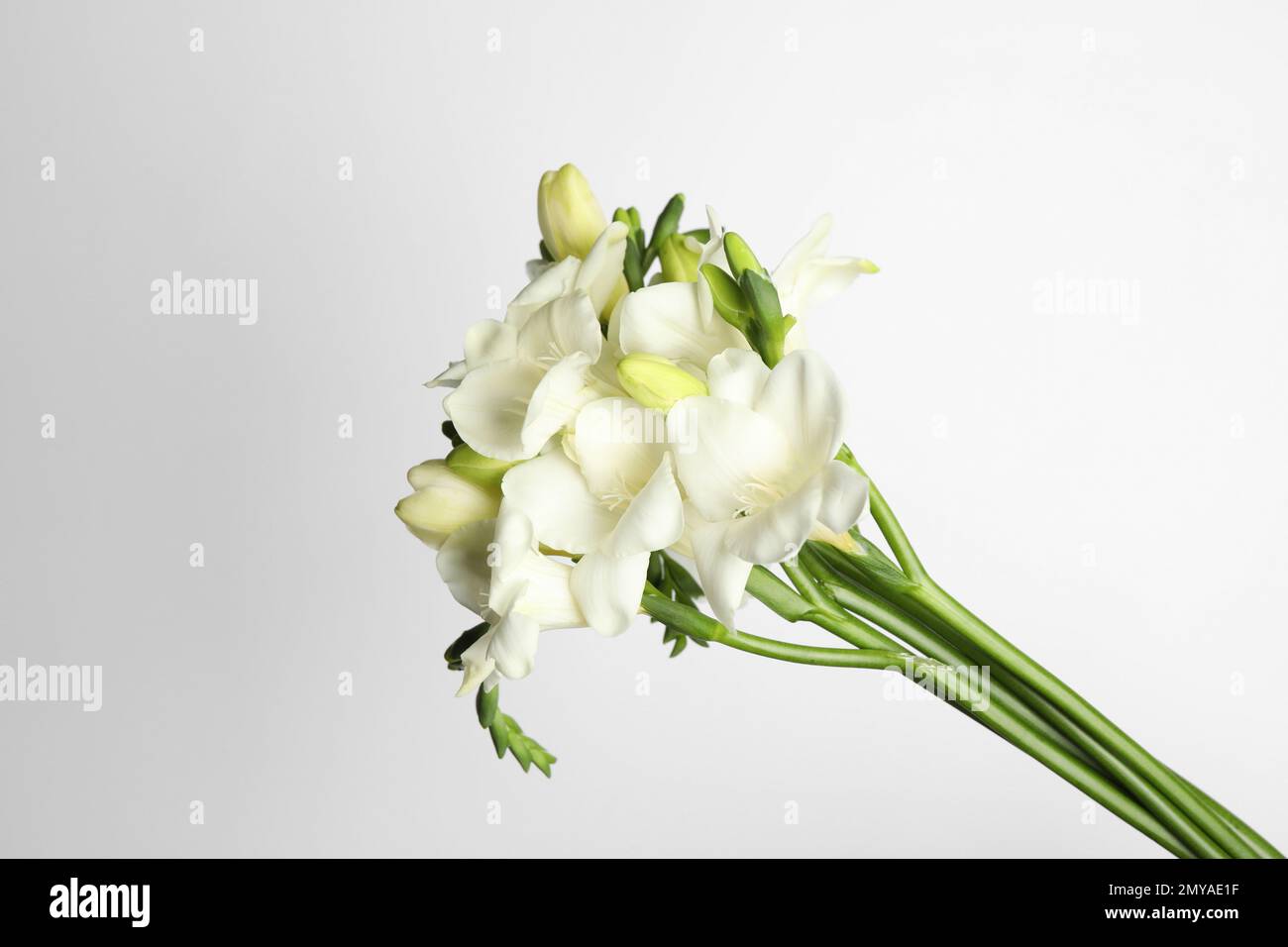 Beautiful tender freesia flowers on white background Stock Photo - Alamy