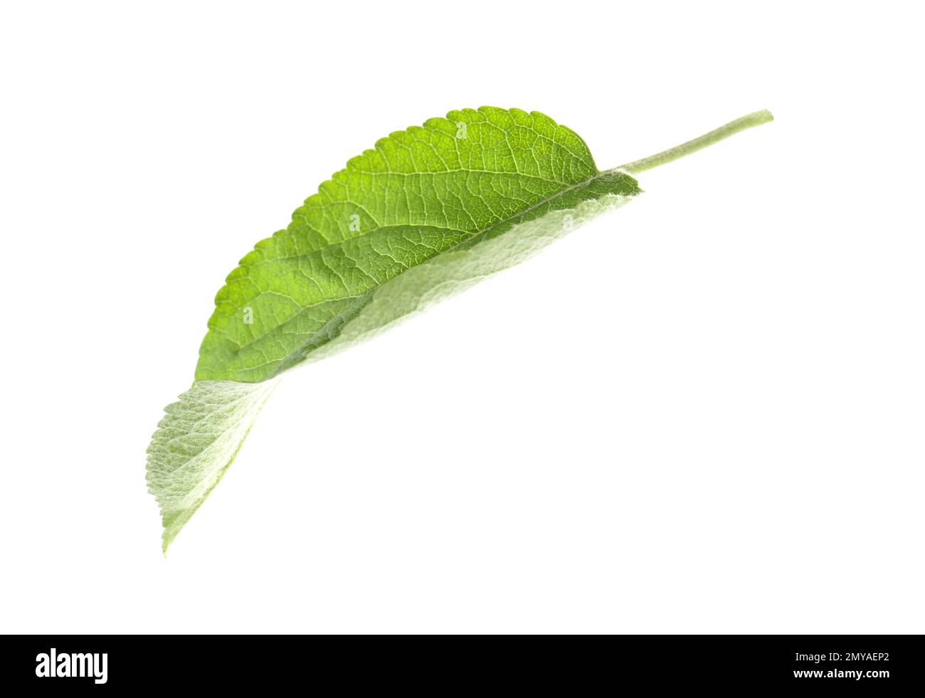 Green leaf of apple tree isolated on white Stock Photo - Alamy