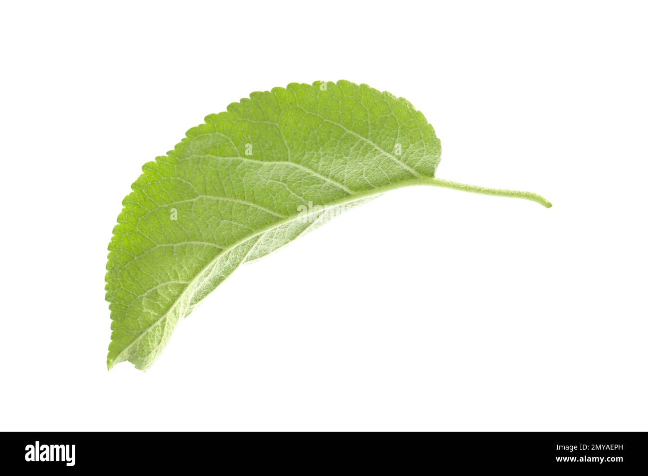 Green leaf of apple tree isolated on white Stock Photo - Alamy