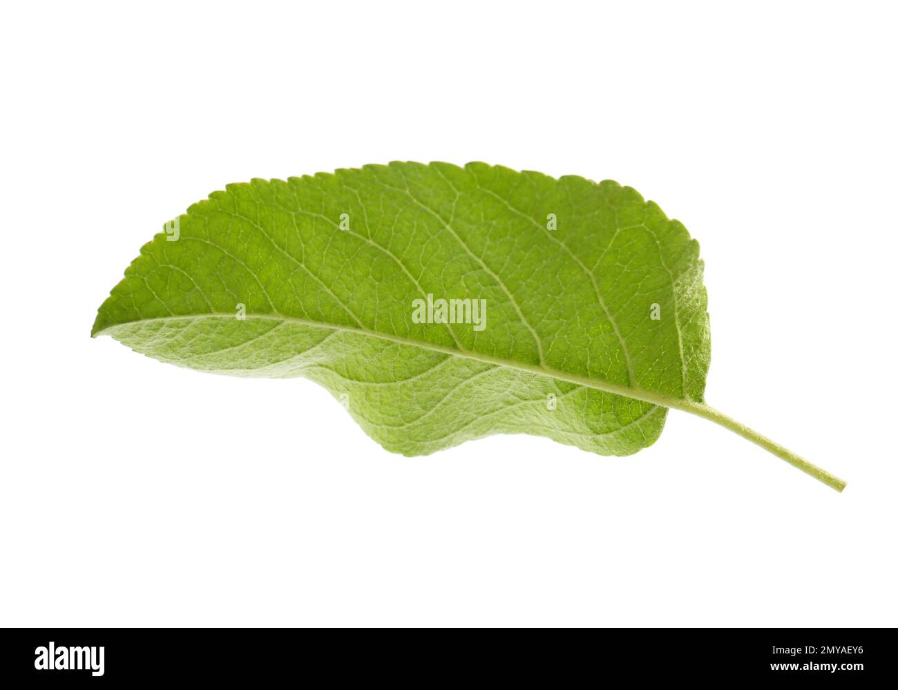 Green leaf of apple tree isolated on white Stock Photo - Alamy