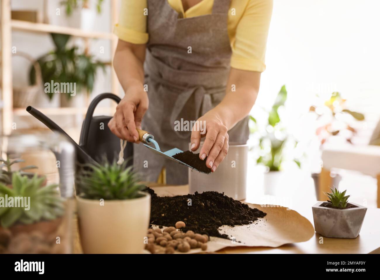 Woman potting plant at home, closeup. Engaging hobby Stock Photo - Alamy