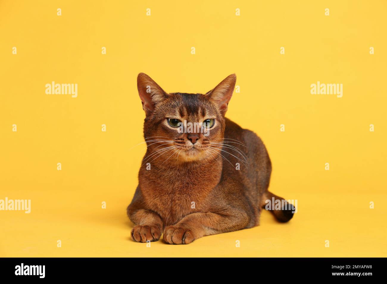 Beautiful Abyssinian cat on yellow background. Lovely pet Stock Photo ...