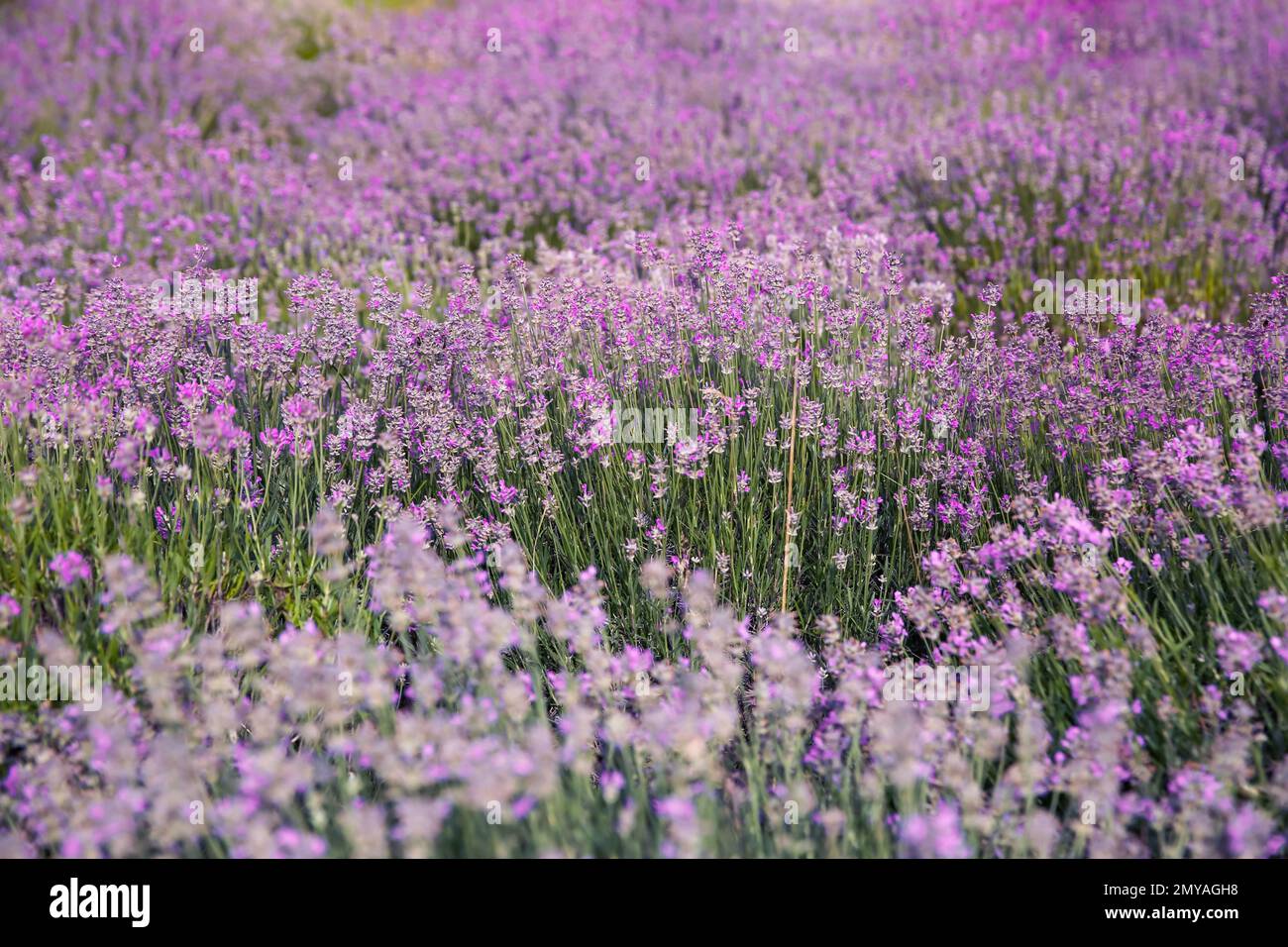 Lavender new growth hi-res stock photography and images - Alamy