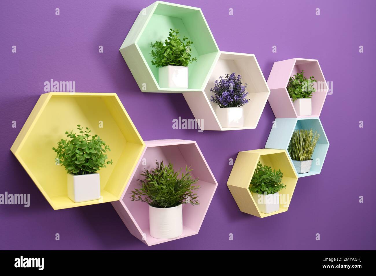 Hexagon shaped shelves with different potted plants on purple wall ...
