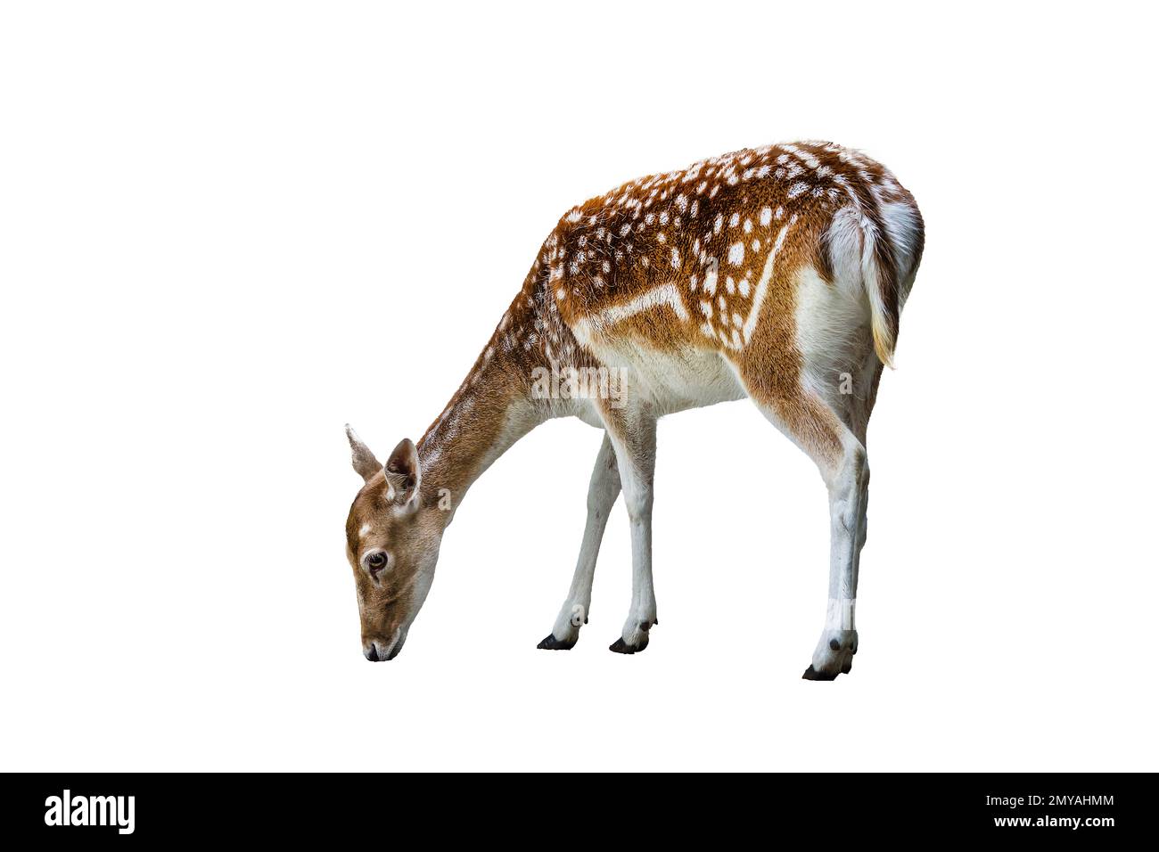 European fallow deer female isolated (Dama dama Stock Photo - Alamy