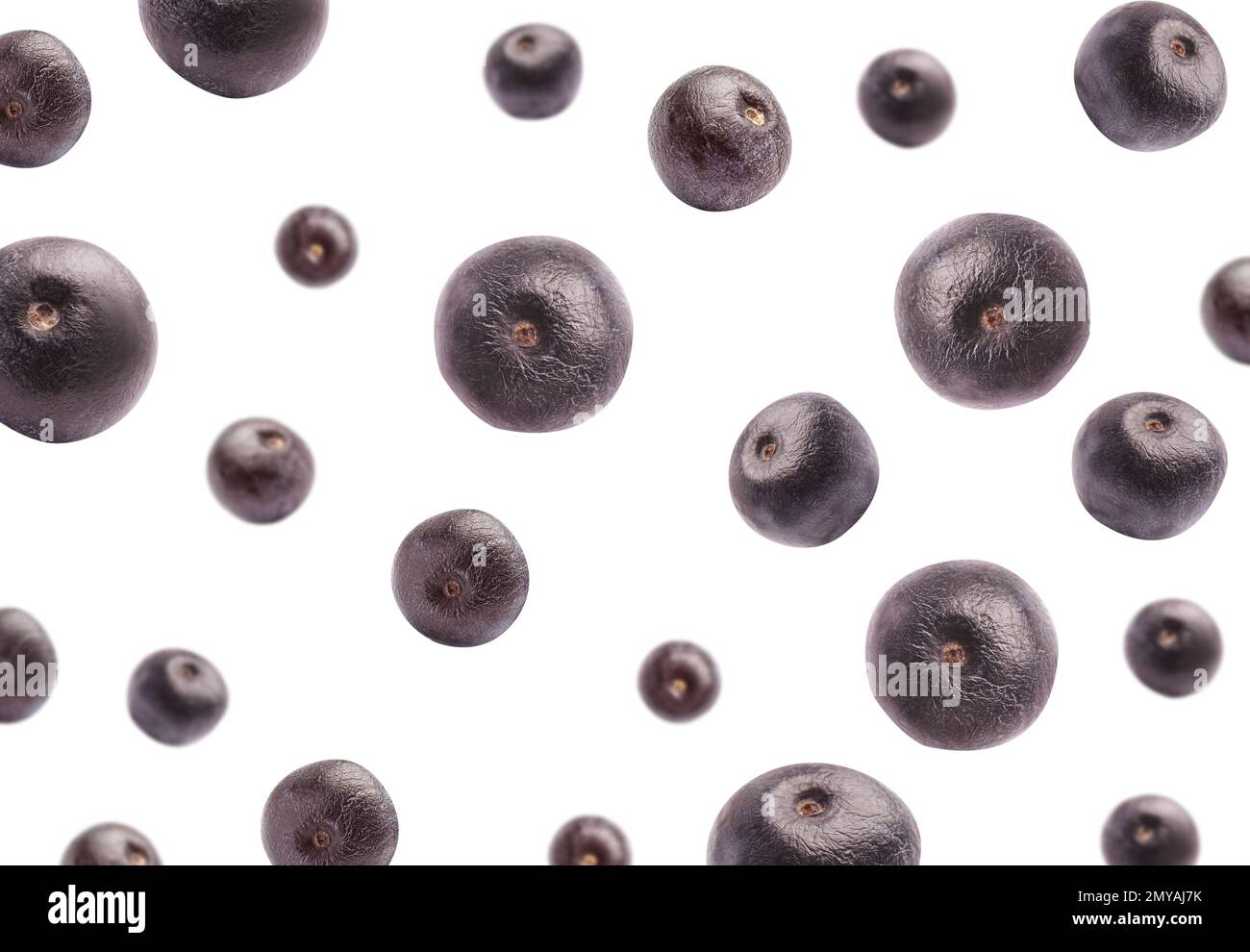 Acai berries tree hi-res stock photography and images - Alamy