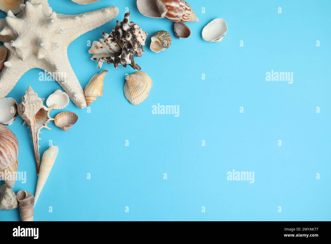 Different beautiful sea shells on light blue background, flat lay ...