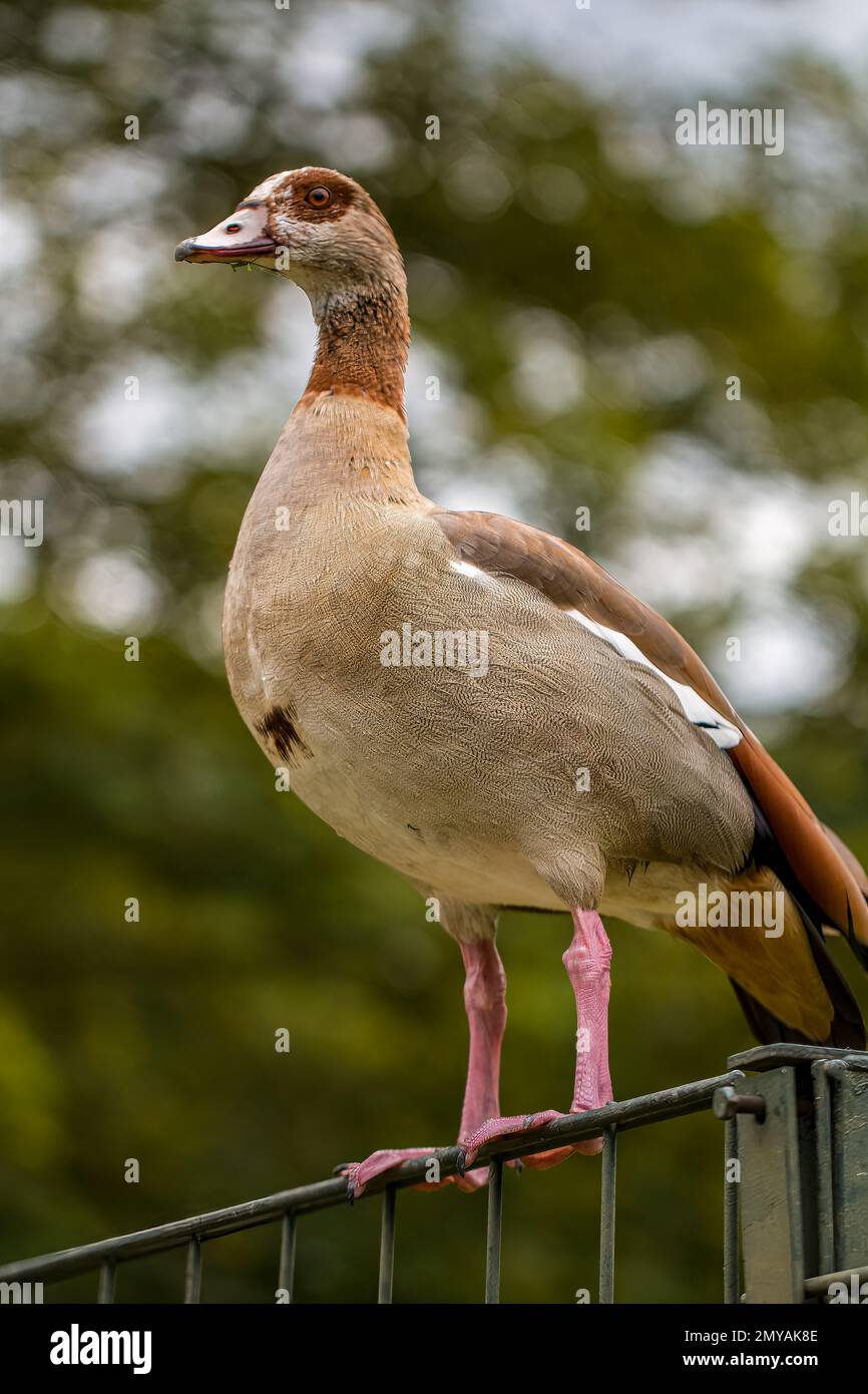 This Nile Goose is standing very securely on a metal fence, quietly ...