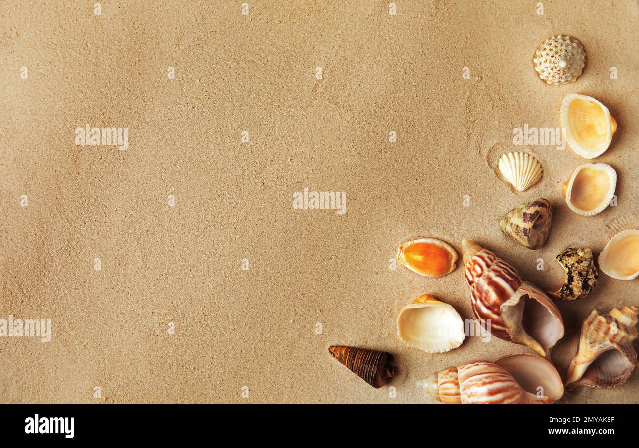 Different beautiful sea shells on sand, flat lay. Space for text Stock ...