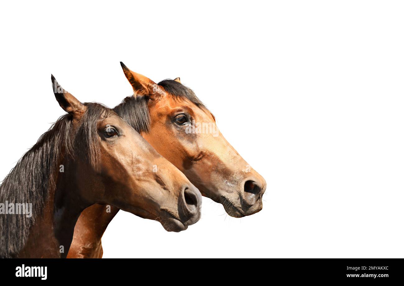 Beautiful pet horses on white background, closeup view Stock Photo - Alamy