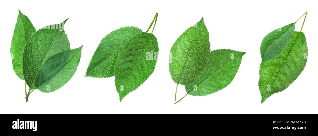 Set of green cherry leaves on white background. Banner design Stock ...
