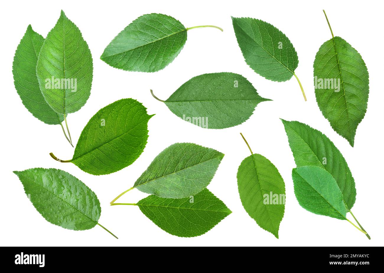 Green cherry leaves hi-res stock photography and images - Alamy