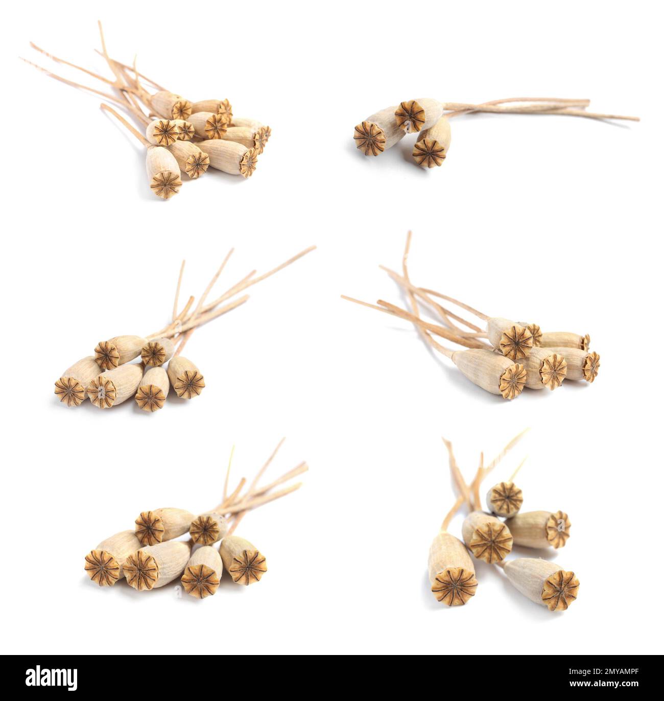 Set of dry poppy heads with seeds on white background Stock Photo - Alamy