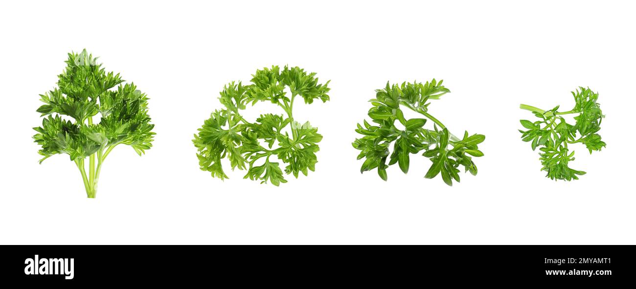 Set of green curly parsley on white background. Banner design Stock ...