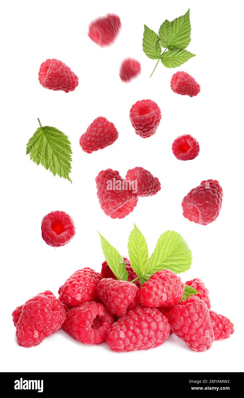Fresh ripe raspberries with green leaves falling on white background ...