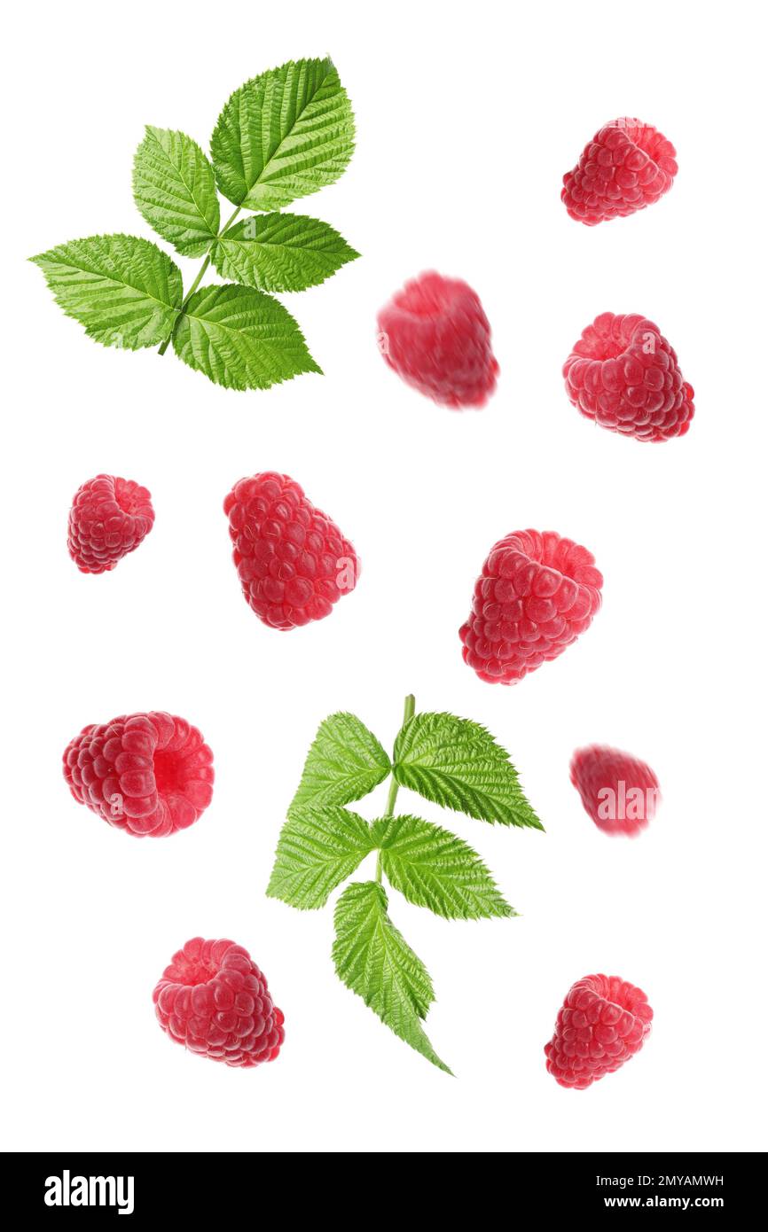 Fresh ripe raspberries with green leaves falling on white background ...