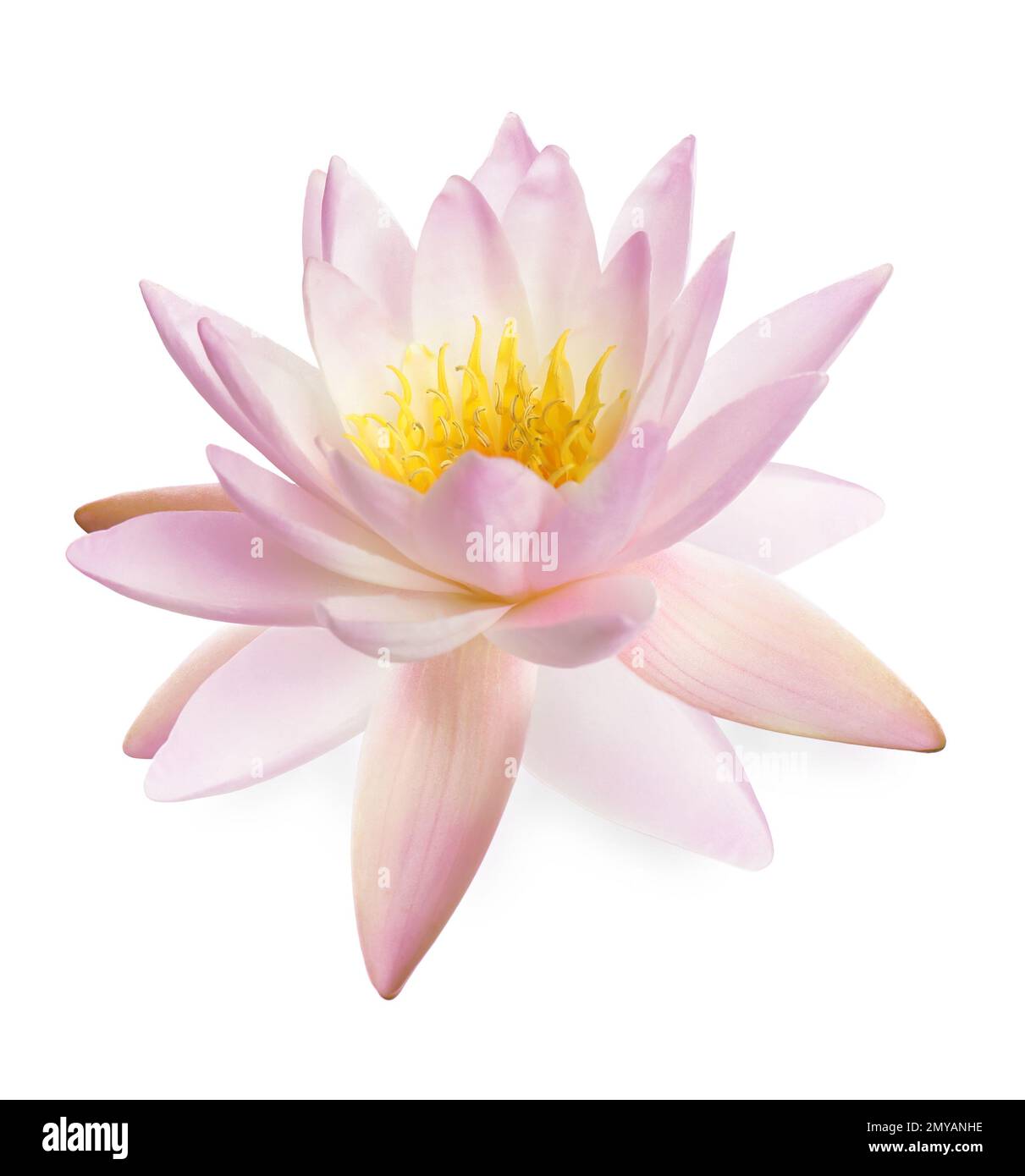 Single pink lotus flower Cut Out Stock Images & Pictures - Alamy